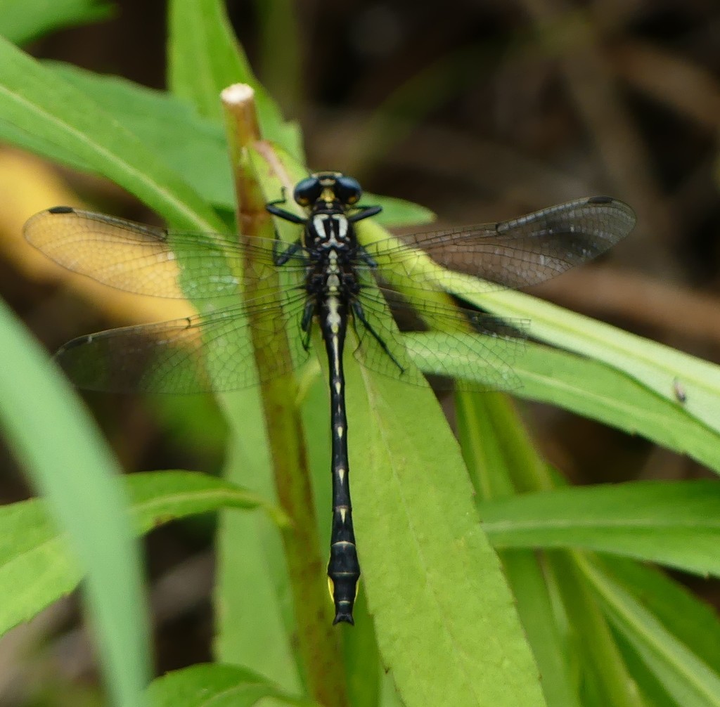 Rapids Clubtail from Miami County, OH, USA on June 4, 2021 at 11:48 AM ...