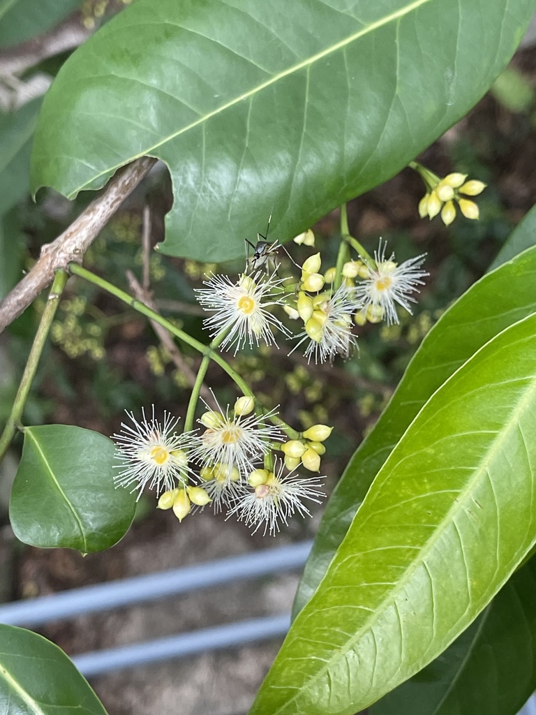 Lidded Cleistocalyx (Syzygium nervosum) - Botanical Realm