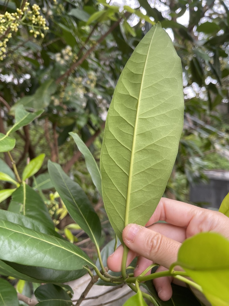 Lidded Cleistocalyx (Syzygium nervosum) - Botanical Realm