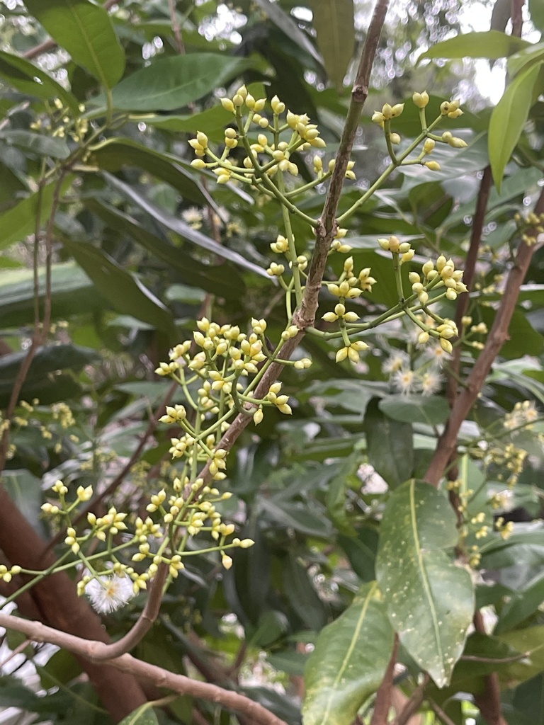 Lidded Cleistocalyx (Syzygium nervosum) - Botanical Realm