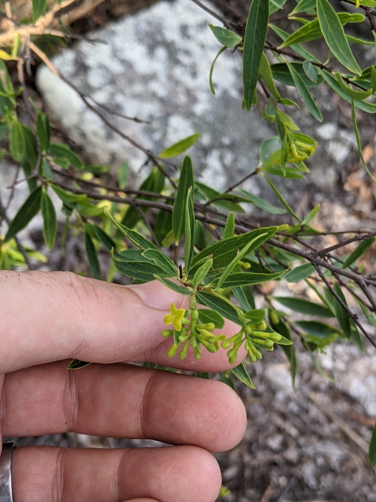 Bootlace Plant from Walsh River Road, Watsonville QLD 4887, Australia ...