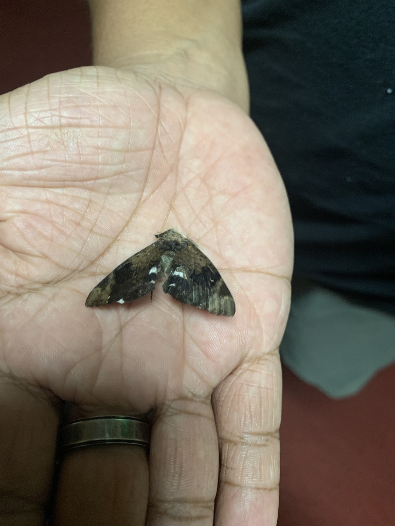 Butterflies and Moths from Ngerekebesang, Palau, PW on June 03, 2021 at ...