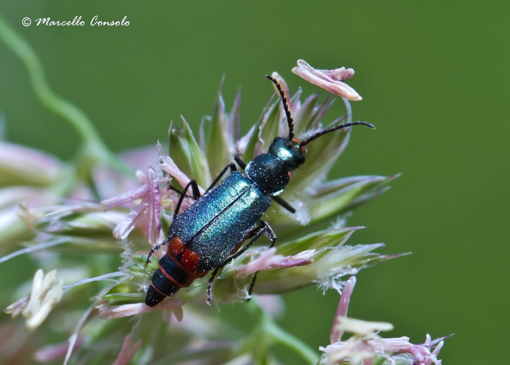 Malachius sp. (CALeDNA_Arthropod_Guide_(no_Hymenoptera)) · iNaturalist