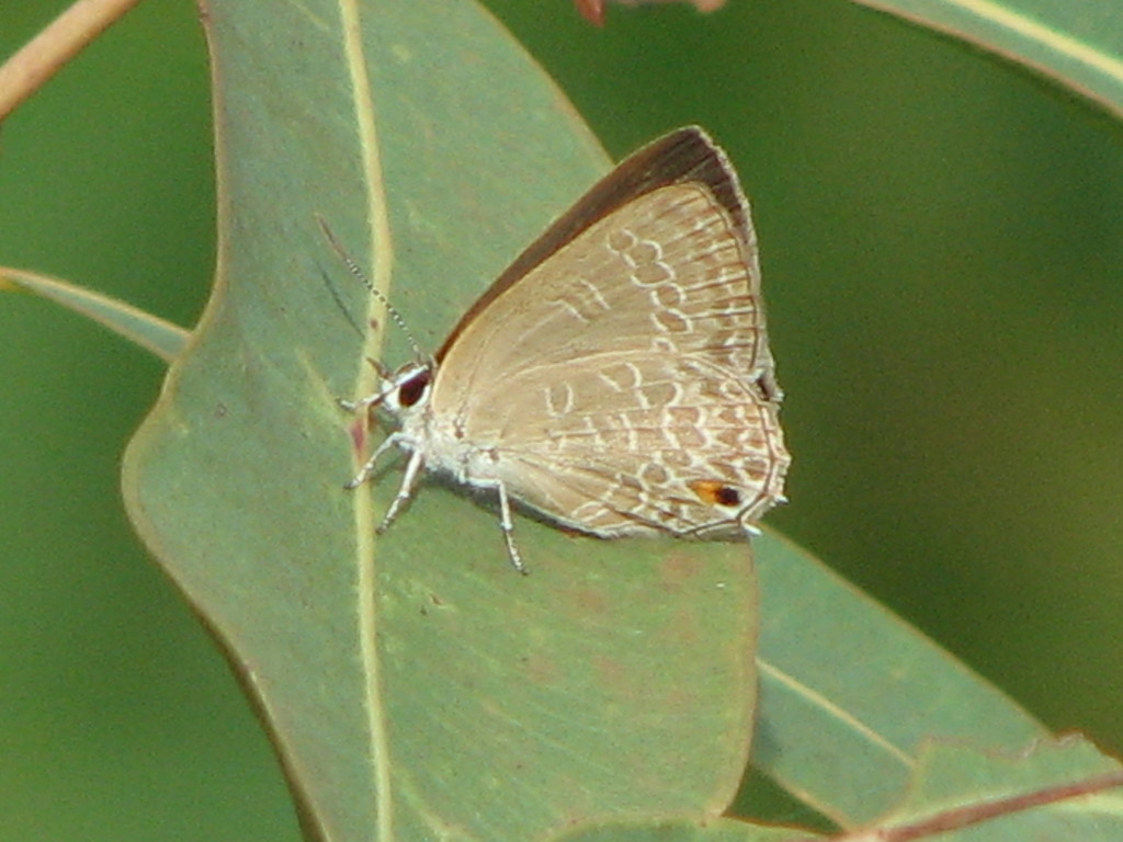 Anthene from Injinoo QLD 4876, Australia on January 08, 2010 at 04:51 ...