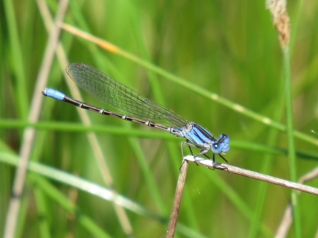 Paiute Dancer in June 2021 by smwhite · iNaturalist