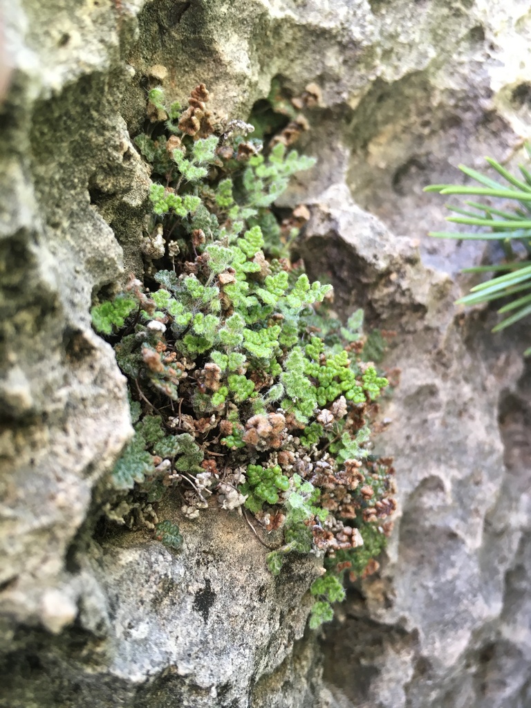 Fee's lip fern from Canon City, CO, US on June 4, 2021 at 06:24 PM by ...