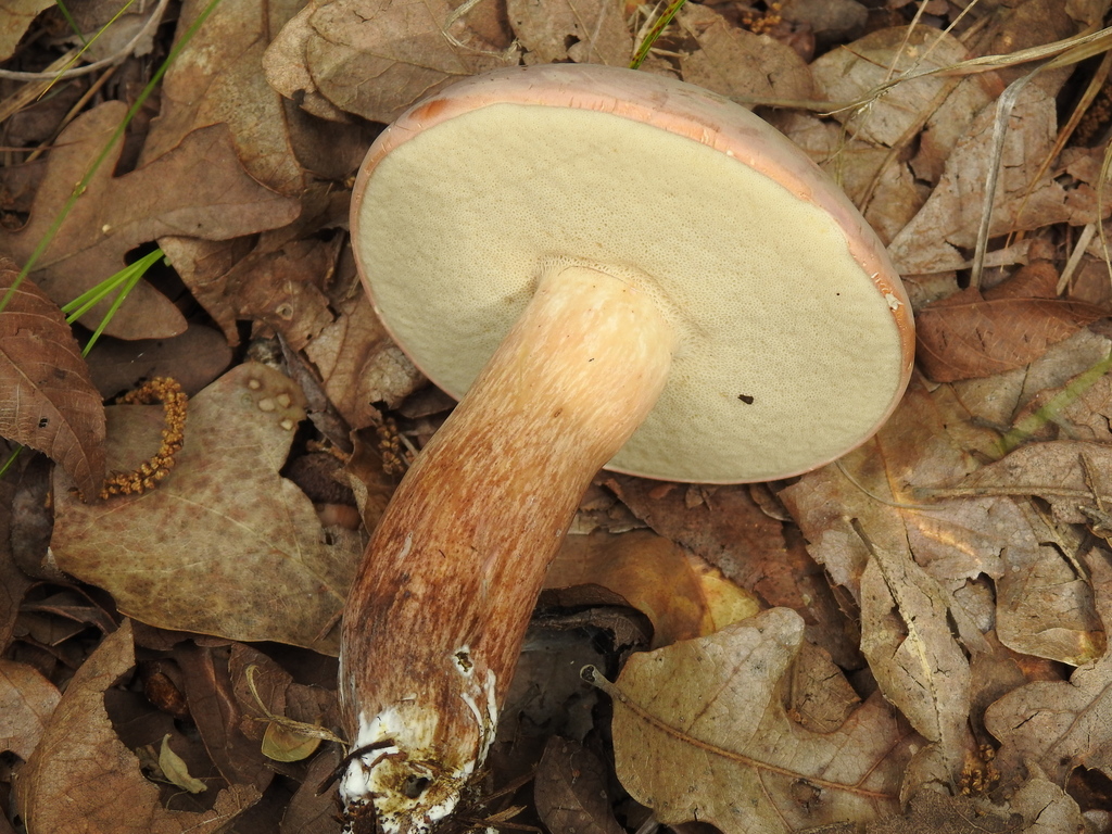 boletes from Lewisville, TX, USA on June 04, 2021 at 04:25 PM by ...