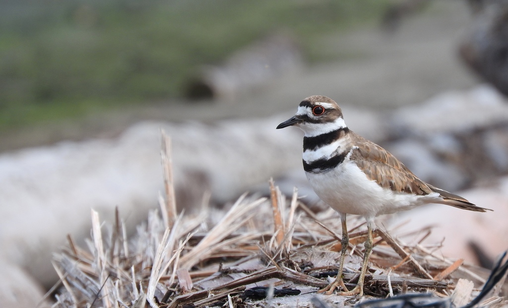 North American Killdeer (Birds of Lake Arrowhead State Park, TX ...
