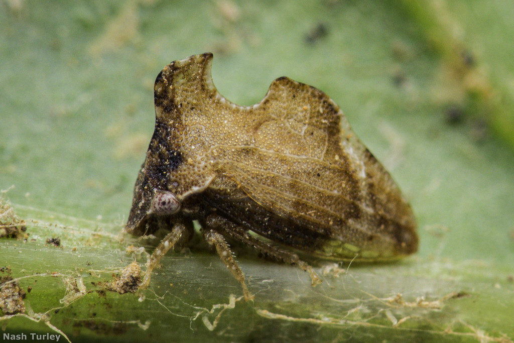 Keeled Treehopper from Centre, Pennsylvania, United States on June 4 ...