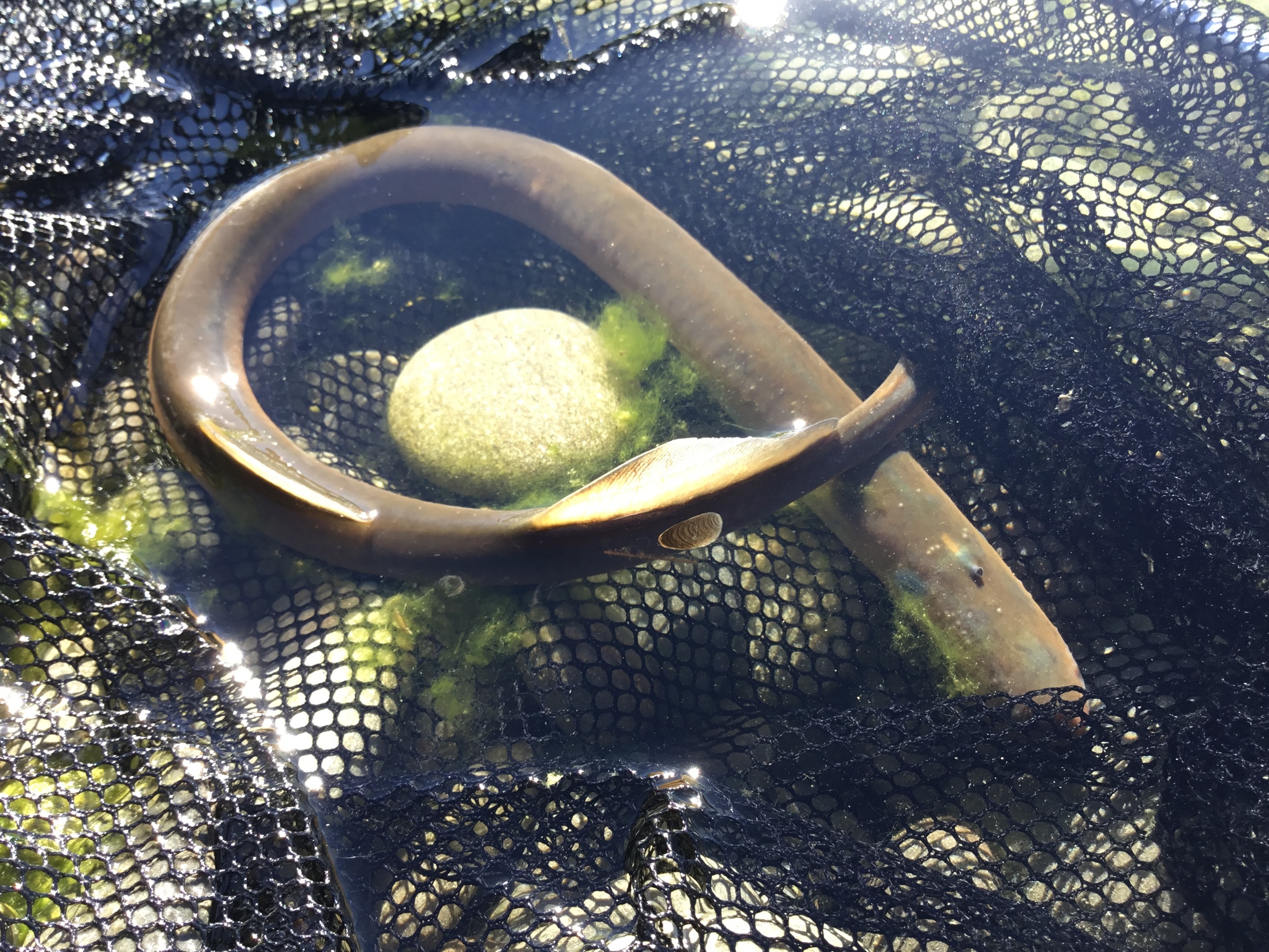 Geotria australis Gray, 1851