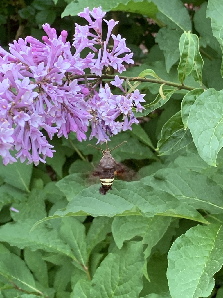 Nessus Sphinx from Birchwood Ct, Valparaiso, IN, US on June 04, 2021 at ...