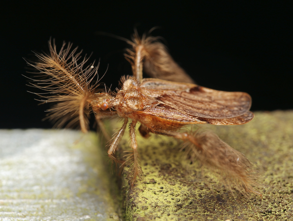 Ptilocerus from Yio Chu Kang, Singapore on November 5, 2020 at 08:52 AM ...