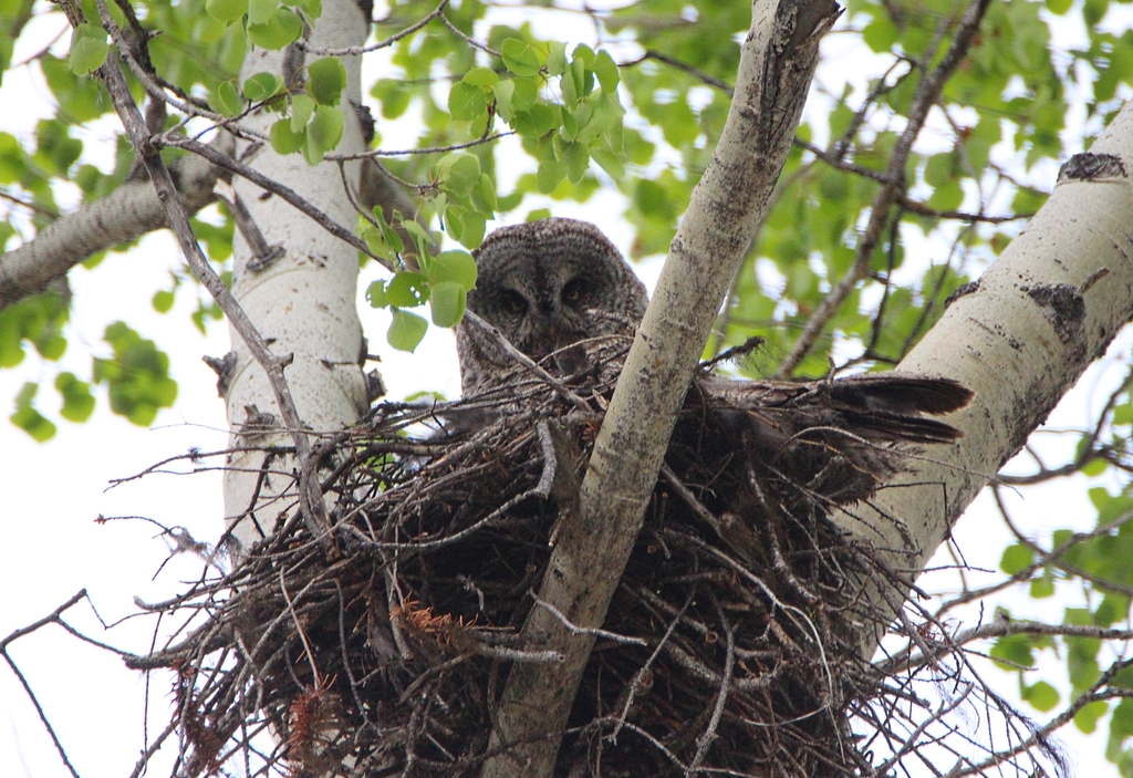 Great Gray Owl in June 2021 by Aaron Veale · iNaturalist