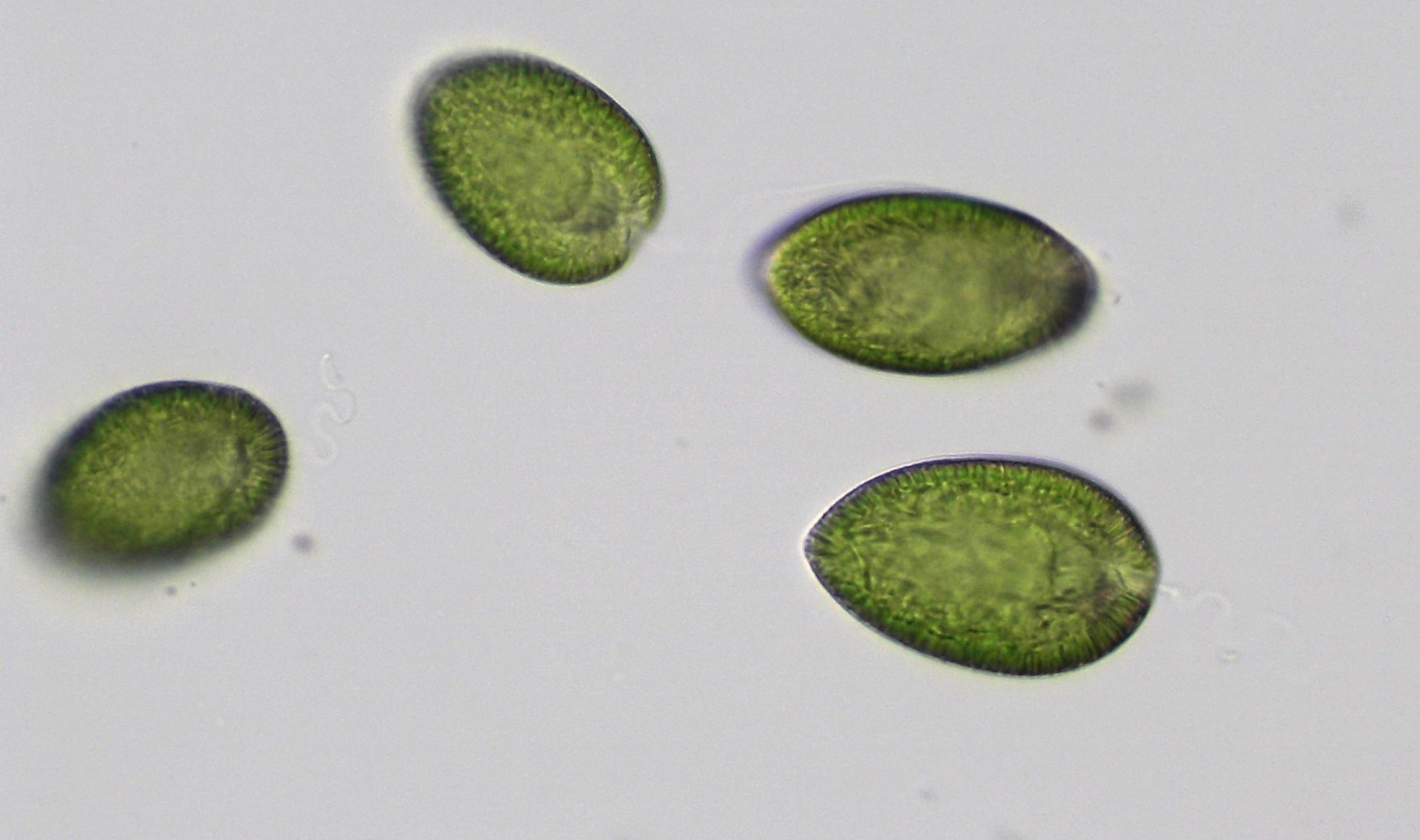 Gonyostomum semen (Ehrenb.) Diesing