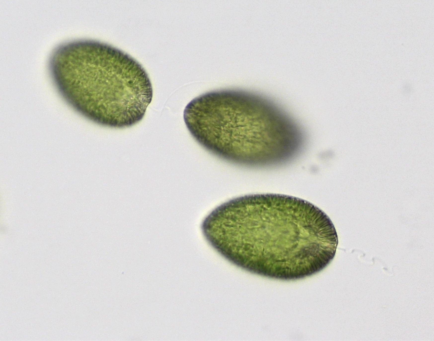 Gonyostomum semen (Ehrenb.) Diesing