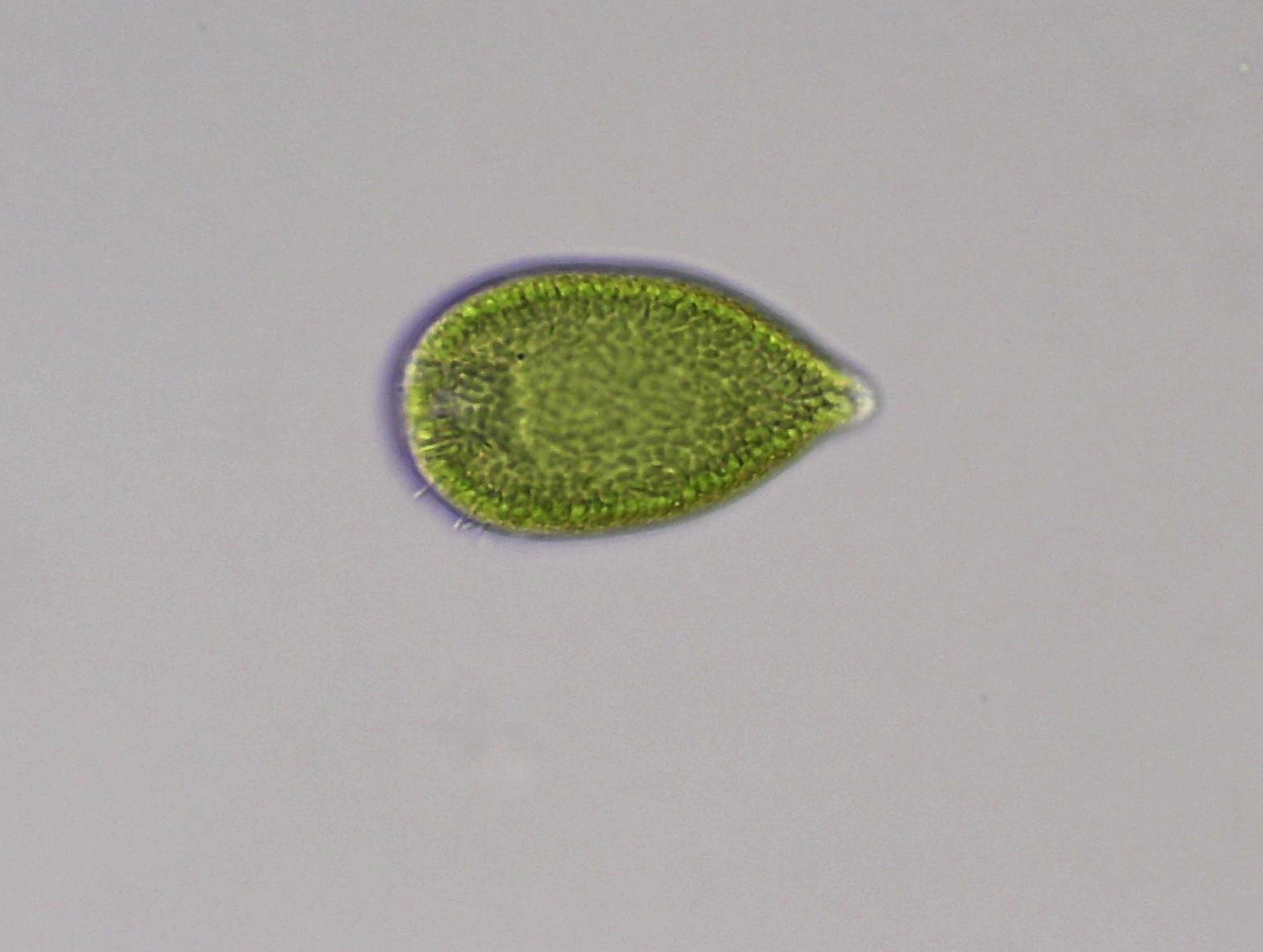 Gonyostomum semen (Ehrenb.) Diesing