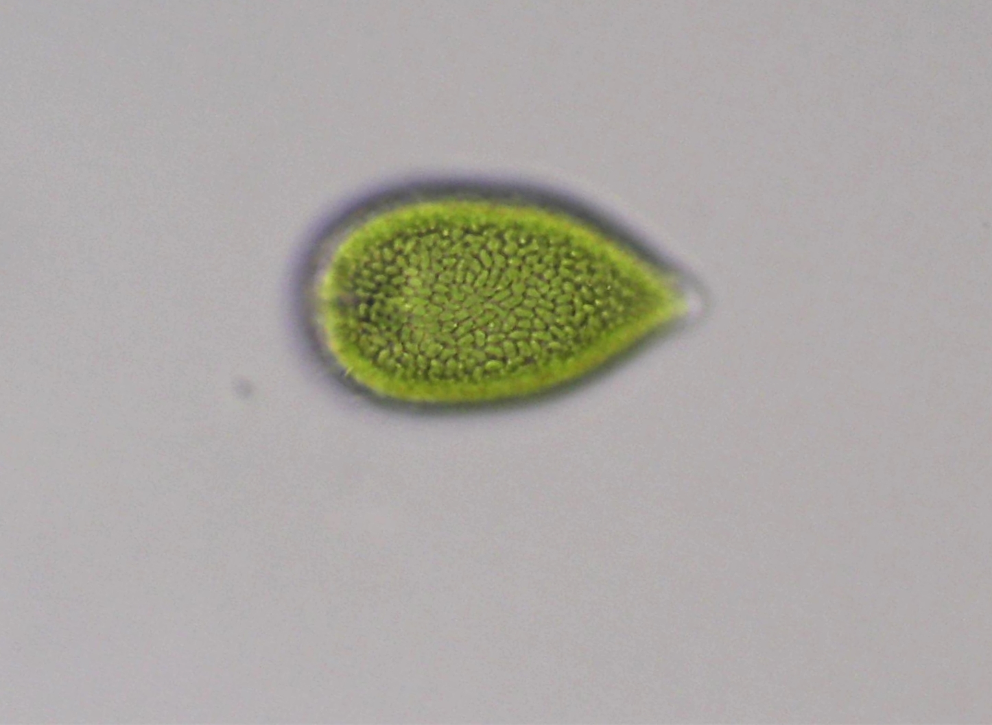 Gonyostomum semen (Ehrenb.) Diesing