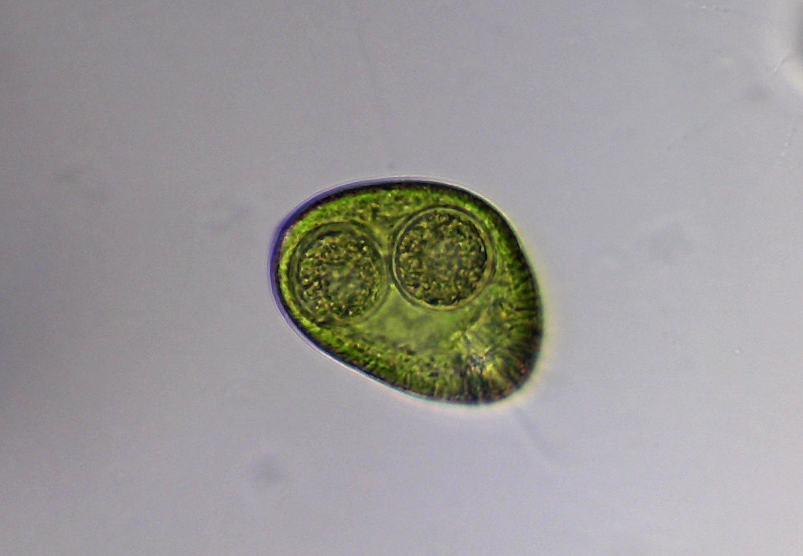 Gonyostomum semen (Ehrenb.) Diesing