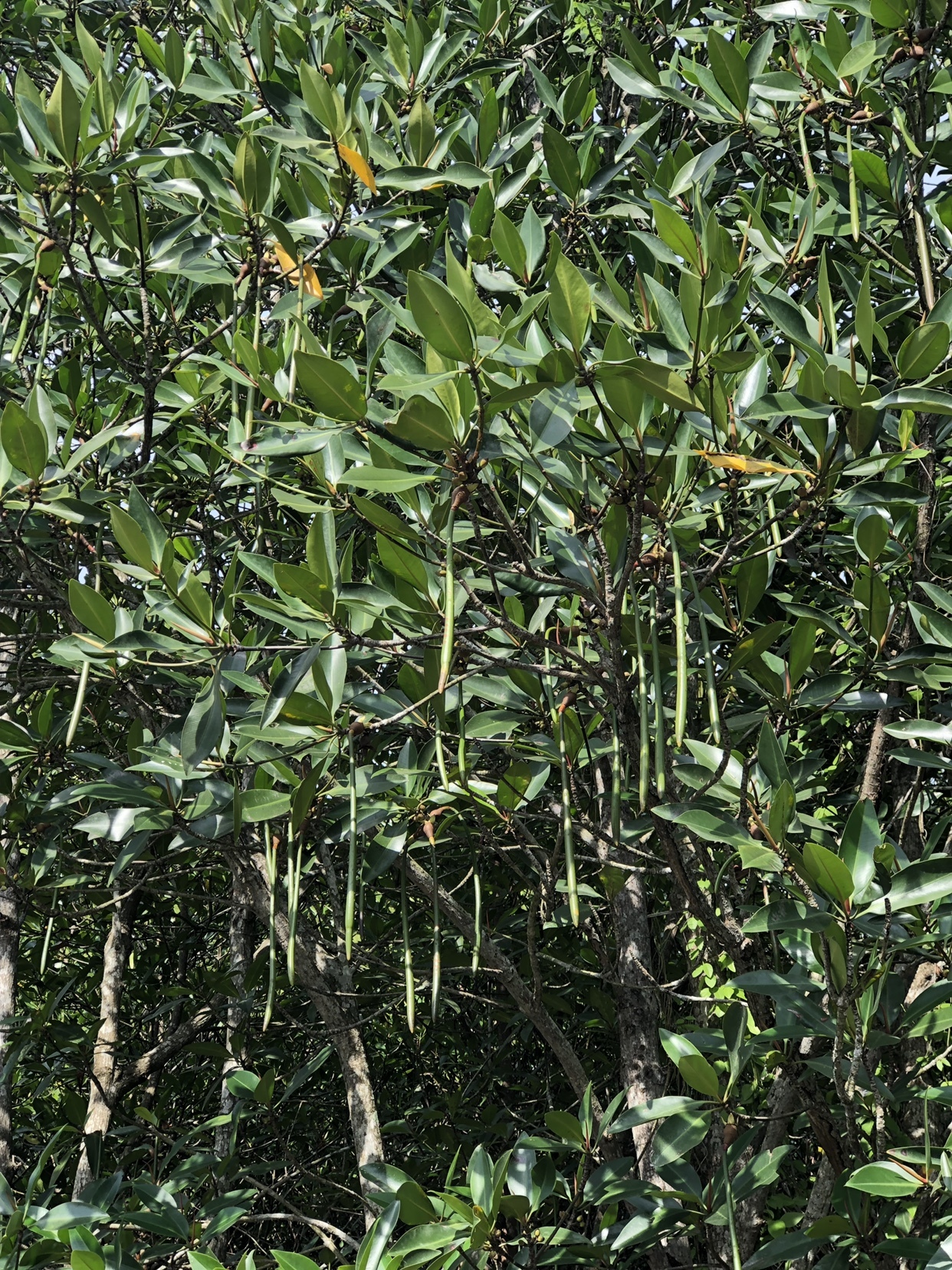 Rhizophora apiculata Blume
