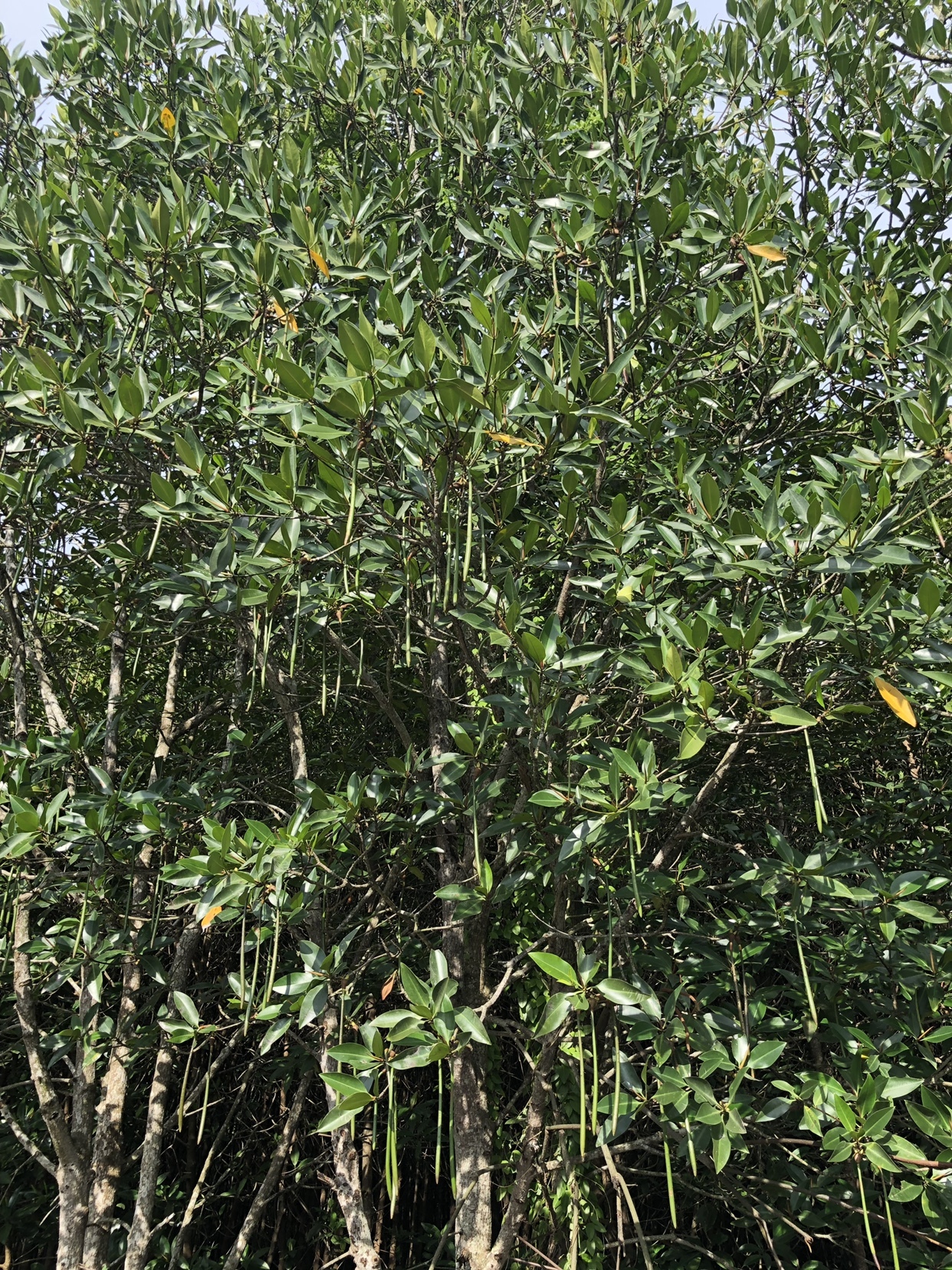 Rhizophora apiculata Blume