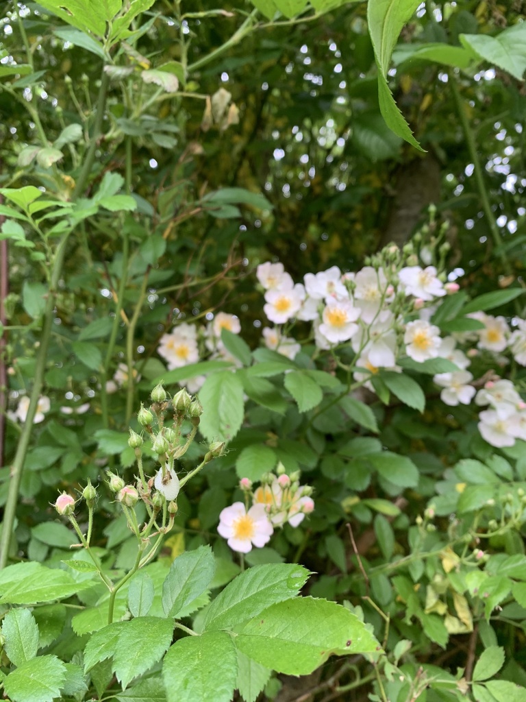multiflora rose from 148th Ave SE, Covington, WA, US on June 4, 2021 at ...