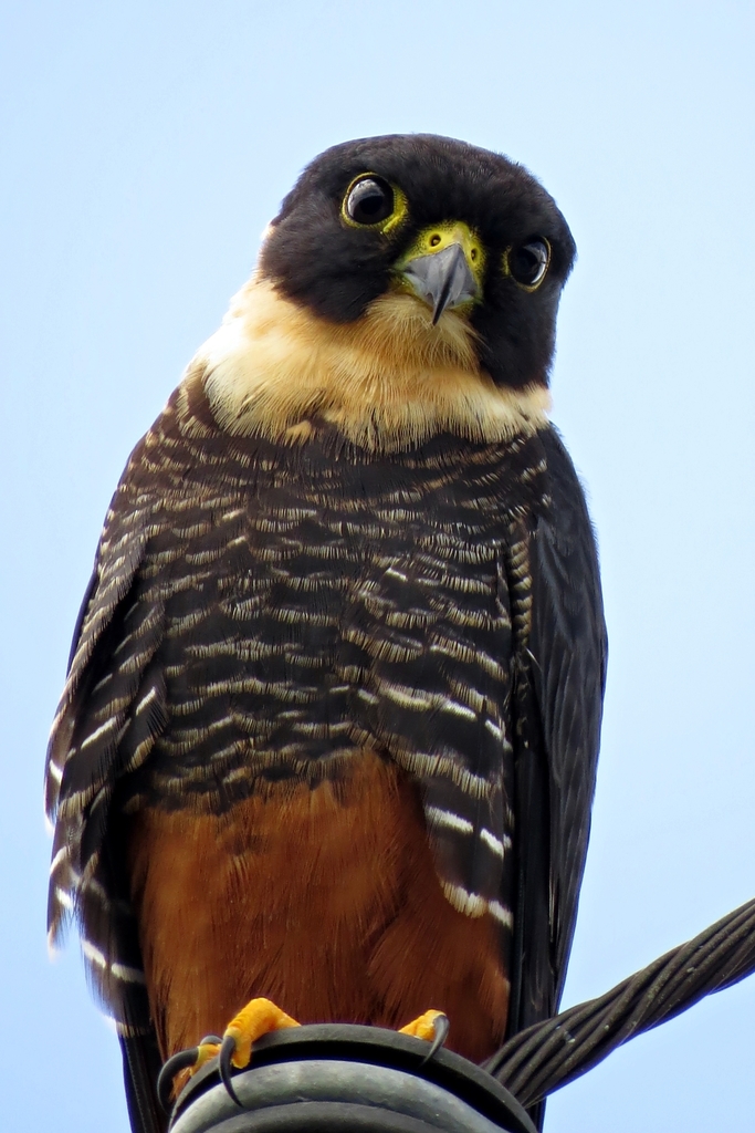 Bat Falcon from Manaus - AM, Brasil on January 6, 2017 at 11:32 AM by ...