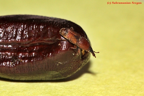 Tamarind Weevil (Sitophilus linearis) · iNaturalist