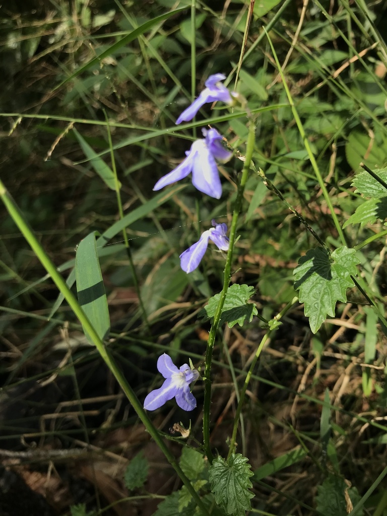 forest lobelia from Nightcap National Park, Doon Doon, NSW, AU on June ...