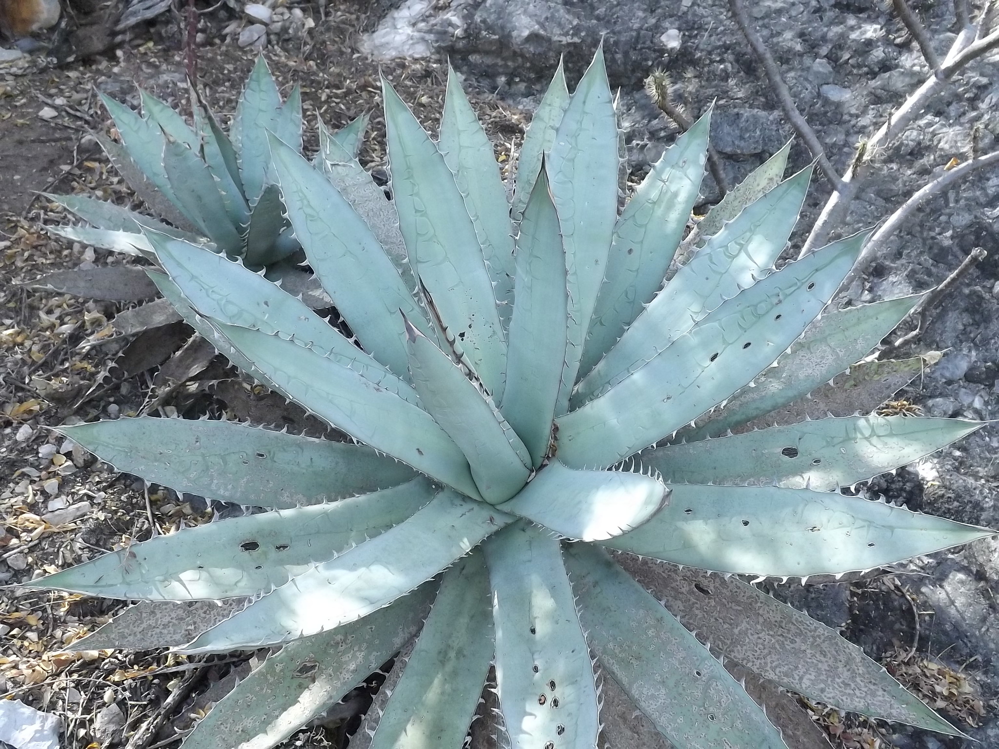 Agave titanota Gentry