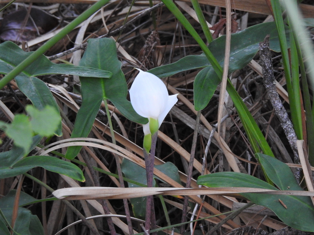 white arrow arum from Big Lagoon State Park, Pensacola, FL, US on June ...