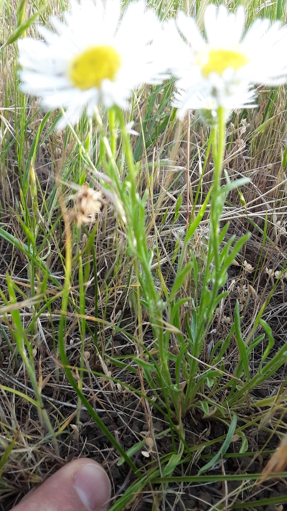 fleabanes and horseweeds from Billings, MT 59101, USA on June 4, 2021 ...