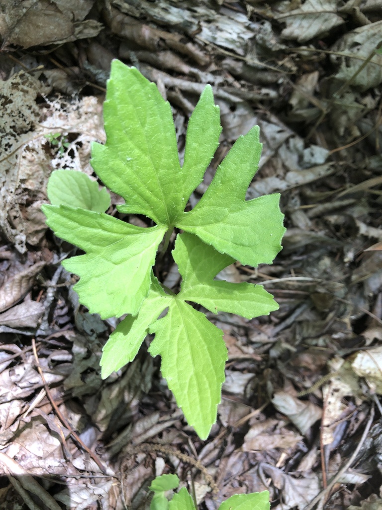three-lobed violet from Shannon County, MO, USA on May 30, 2021 at 02: ...