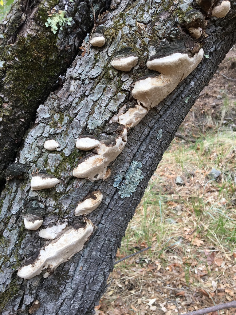 Perenniporia fraxinophila from Coronado National Forest, Rio Rico, AZ ...