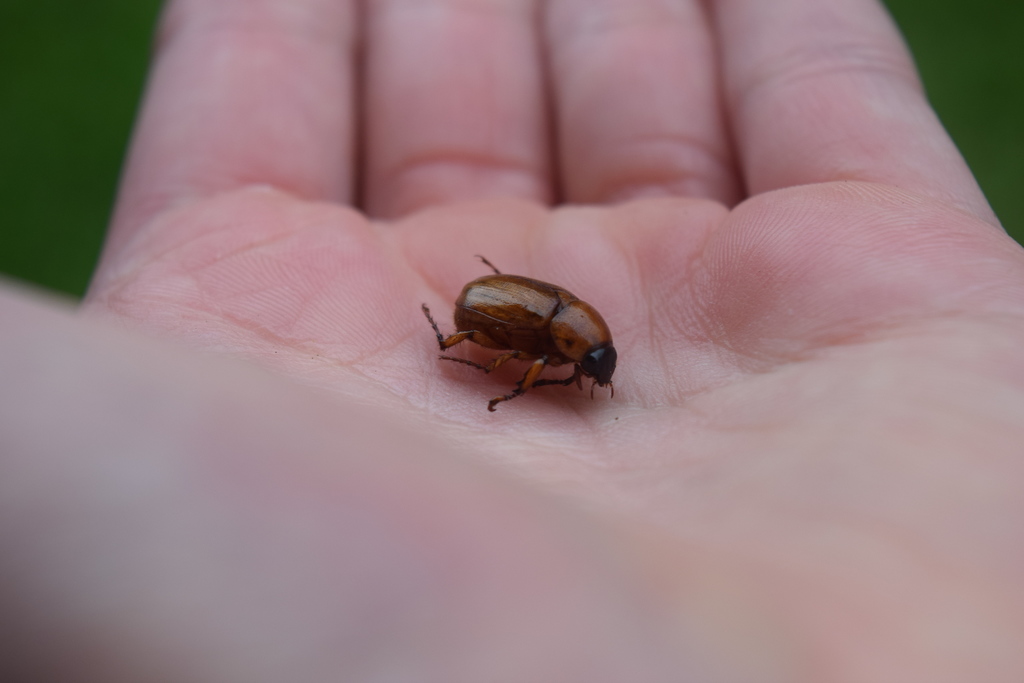 Southern Masked Chafer from Conroe, TX, USA on June 04, 2021 at 03:29 ...