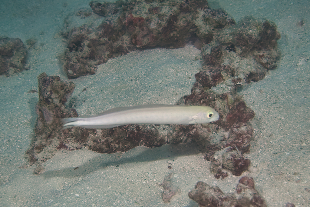 Flagtail Blanquillo from Kaafu Atoll, Maldives on May 16, 2021 at 07:38 ...