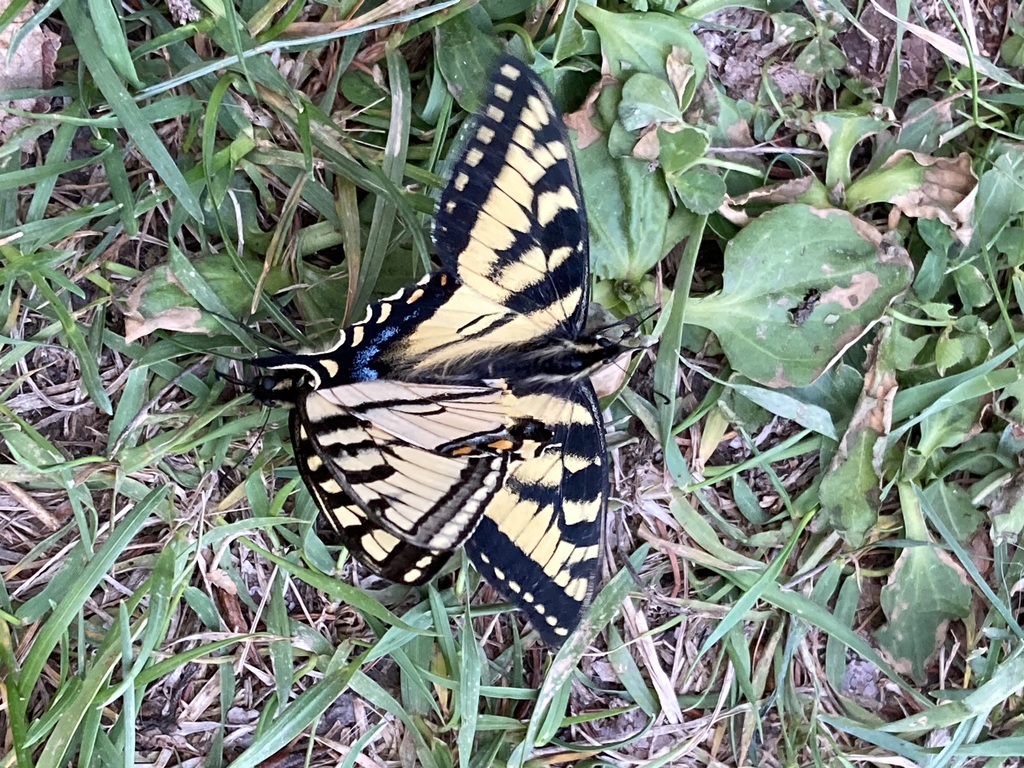 Canadian Tiger Swallowtail from Dapp, AB T0G 0S0, Canada on June 03 ...