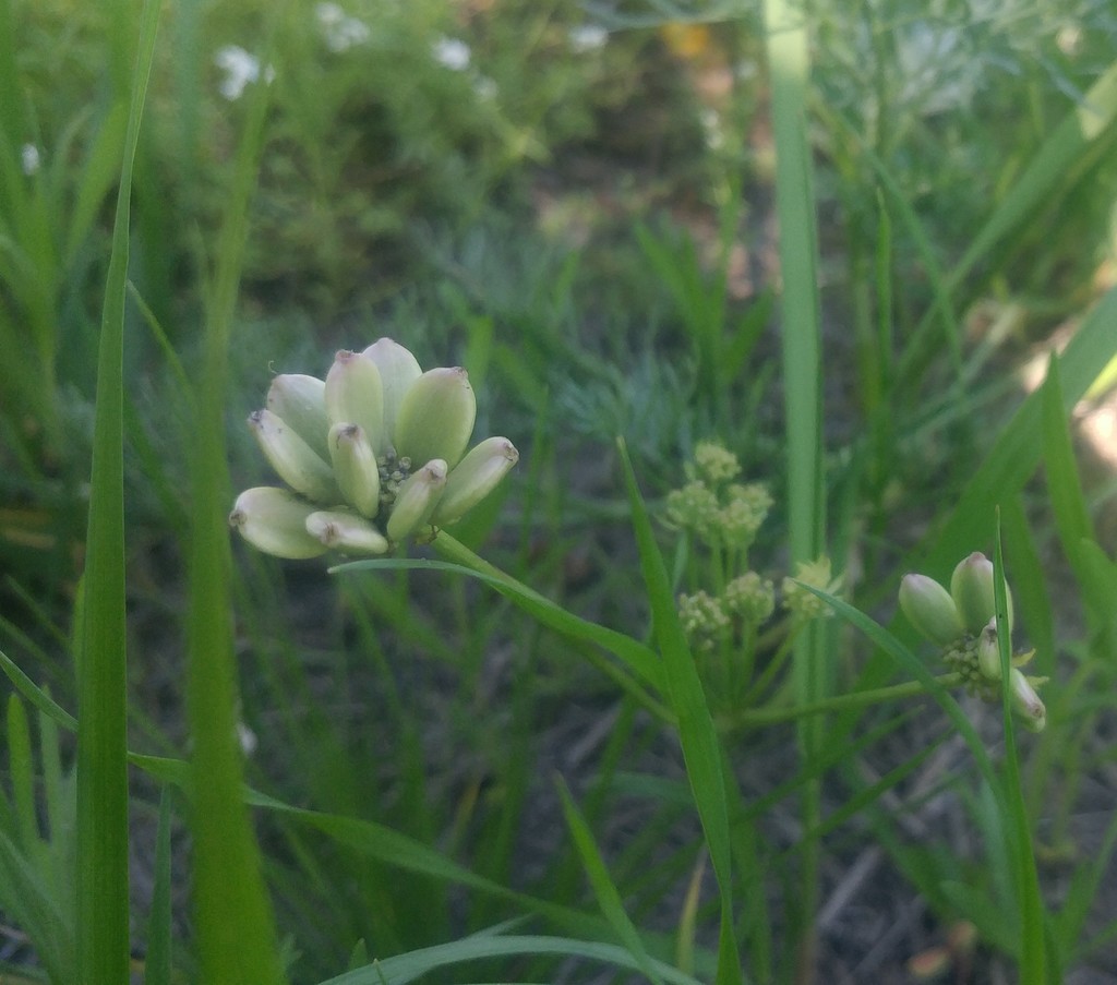 Bradshaw's desert-parsley in June 2021 by Walter Fertig · iNaturalist