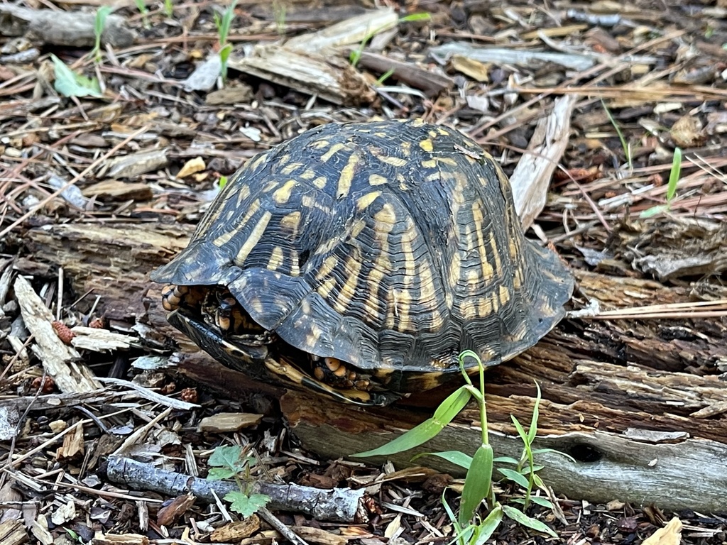 Eastern Box Turtle in June 2021 by moblin · iNaturalist