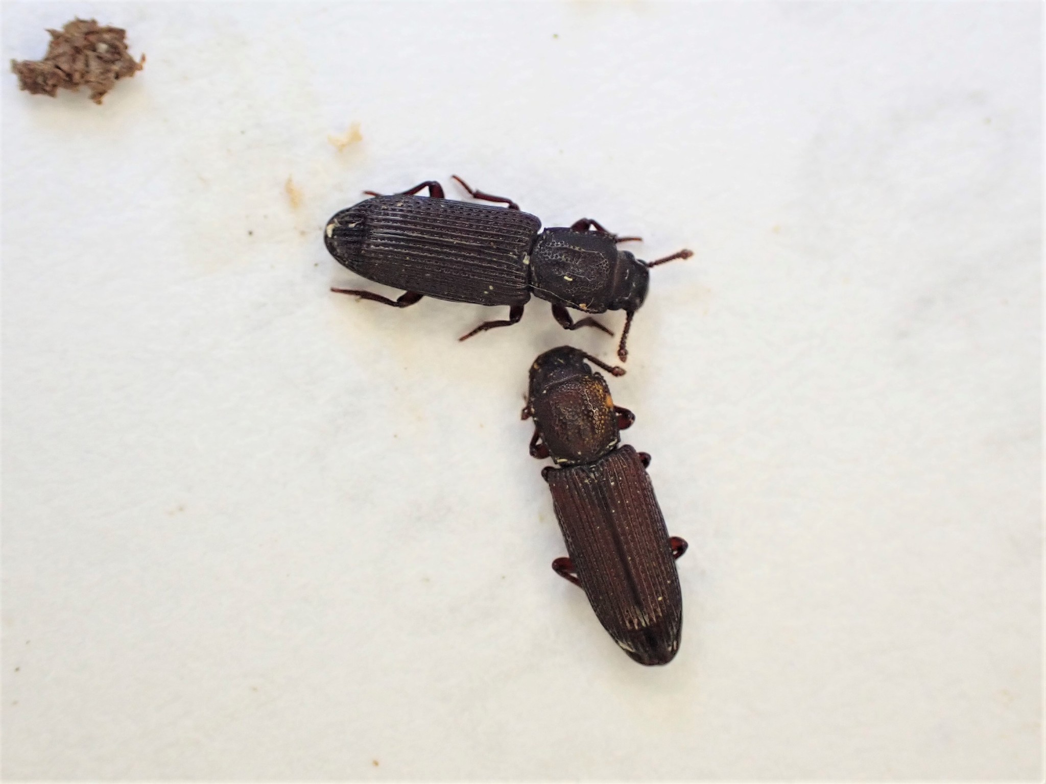Pycnomerus Erichson, 1842