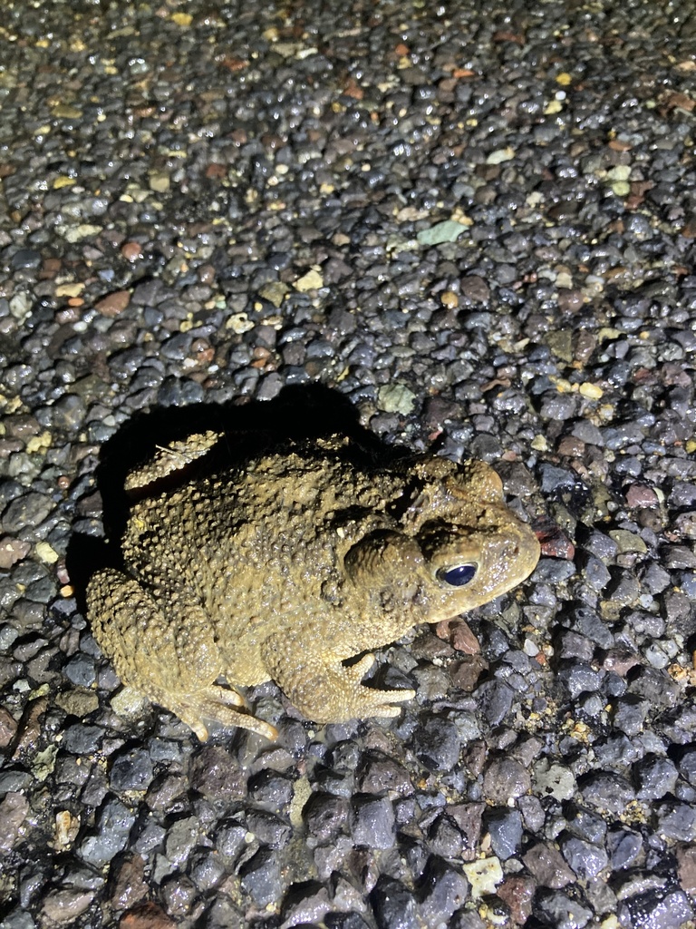Pine Toad from Oaxaca, MX on June 4, 2021 at 10:48 PM by petekleinhenz ...