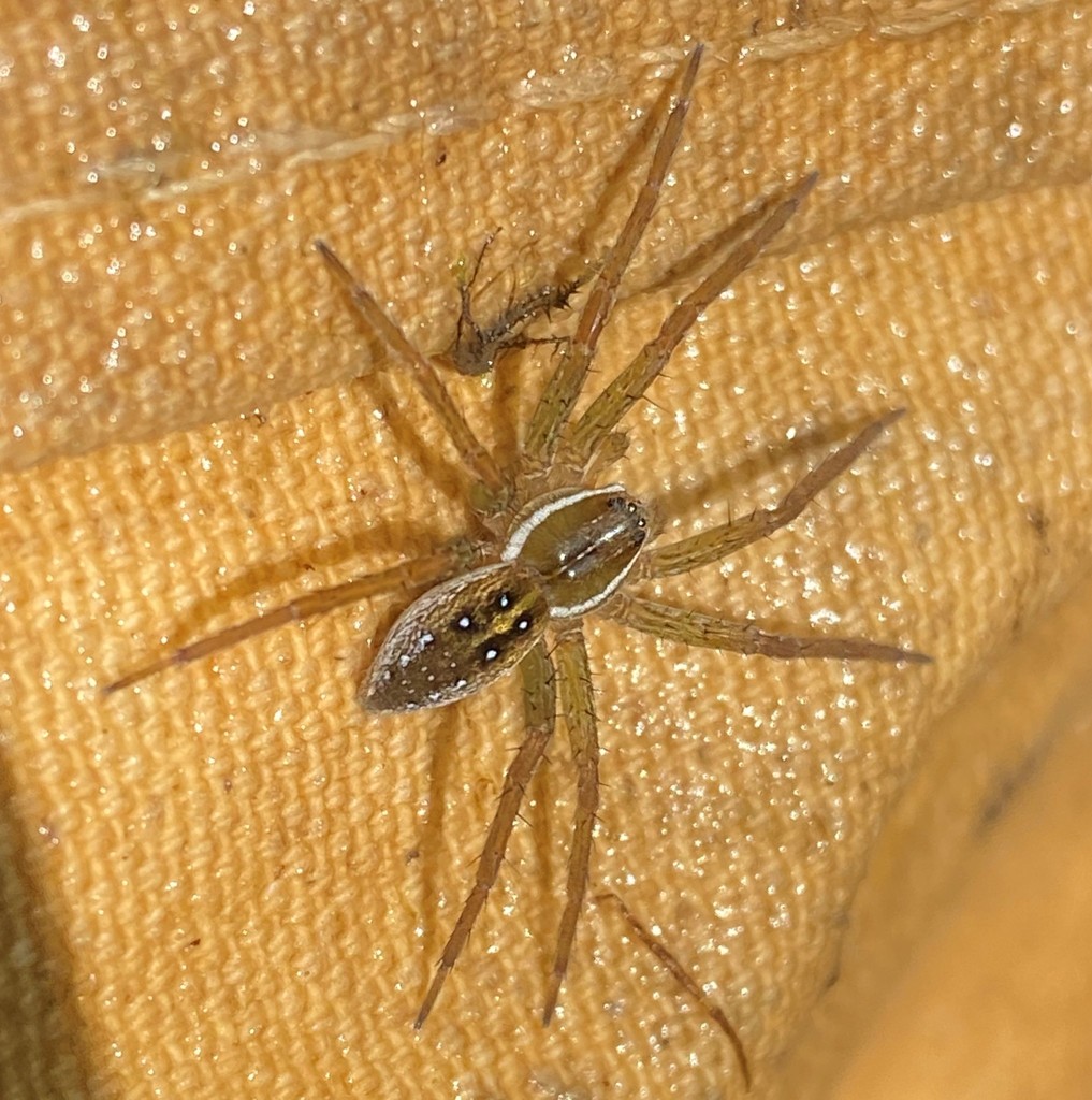 Six-spotted Fishing Spider from Along Turkey Creek, Tapawingo Rd ...