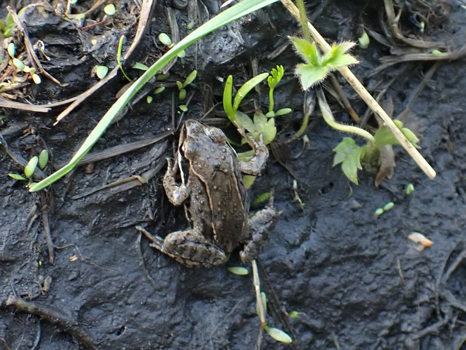 Rana amurensis Boulenger, 1886