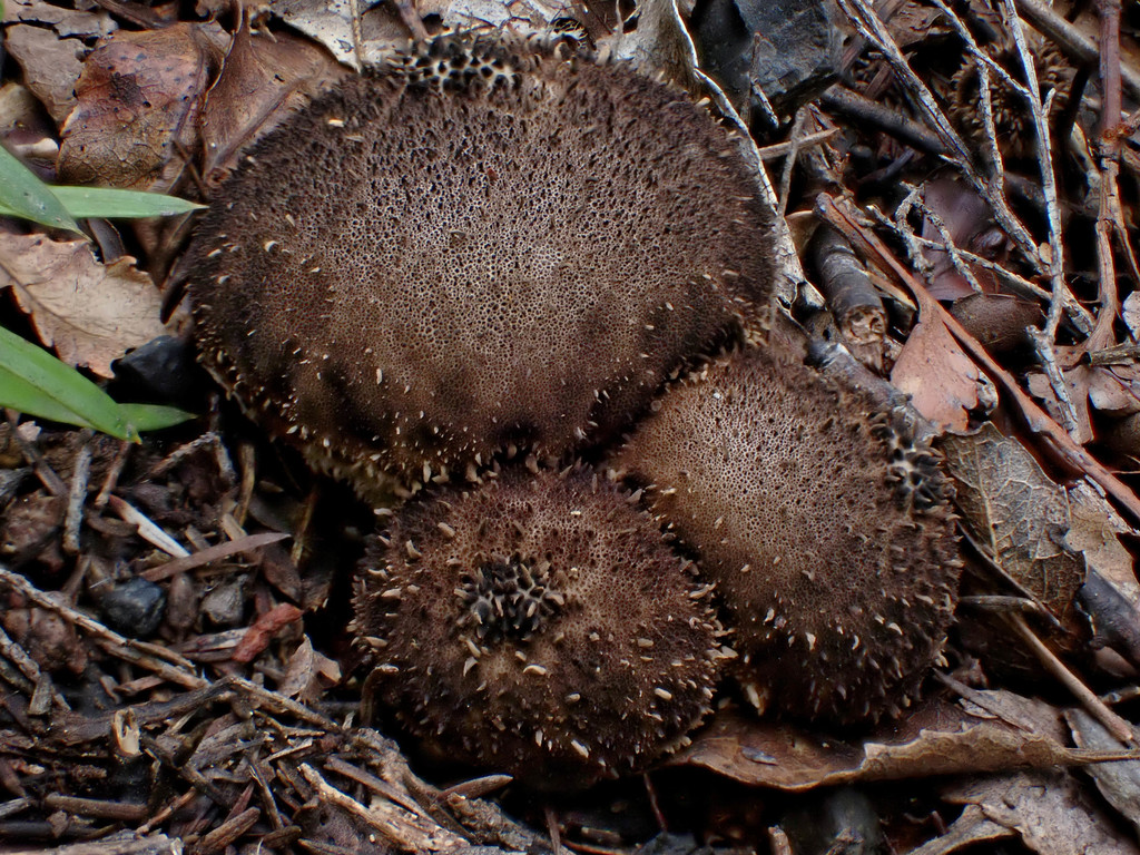 Lycoperdon scabrum from Oromahoe Road, Opua Forest 0472, New Zealand on ...
