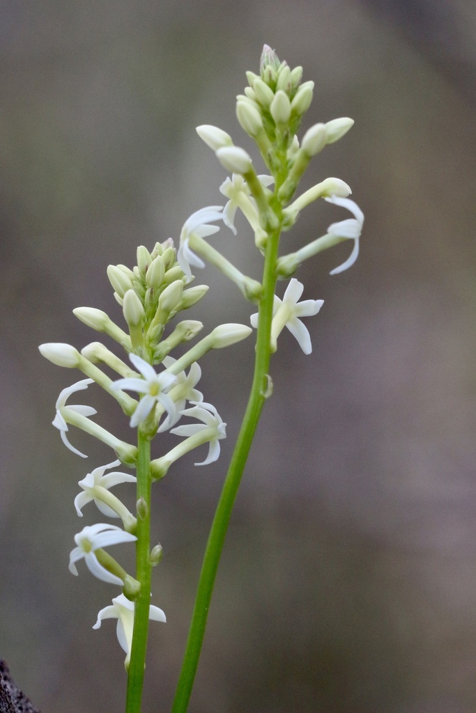 Bushy Candles (Stackhousia aspericocca) - Botanical Realm