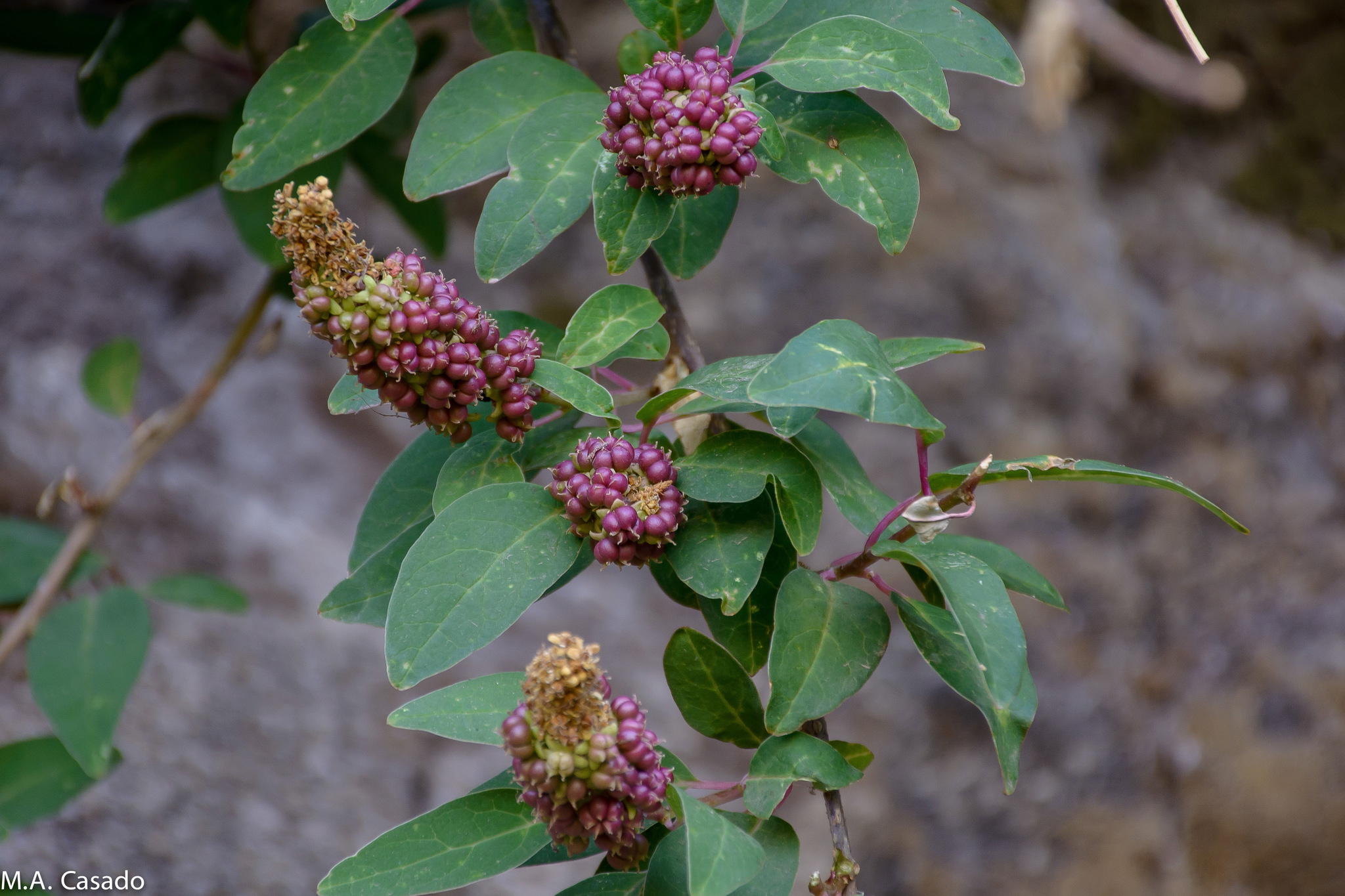 Phytolacca dodecandra L'Hér.