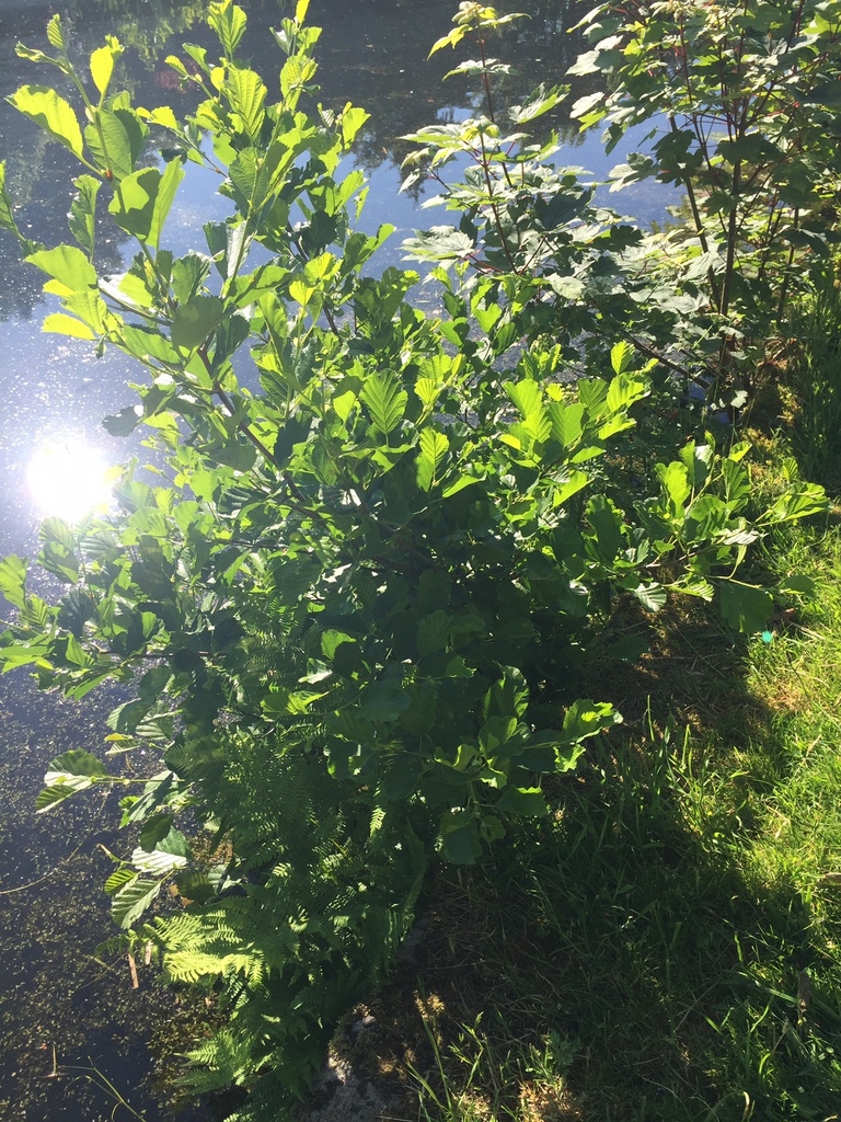 common alder from Leeds and Liverpool Canal, Liverpool, England, GB on ...