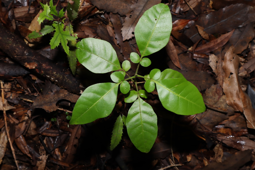 Kohekohe from Pirongia, New Zealand on June 5, 2021 at 04:21 PM by ...