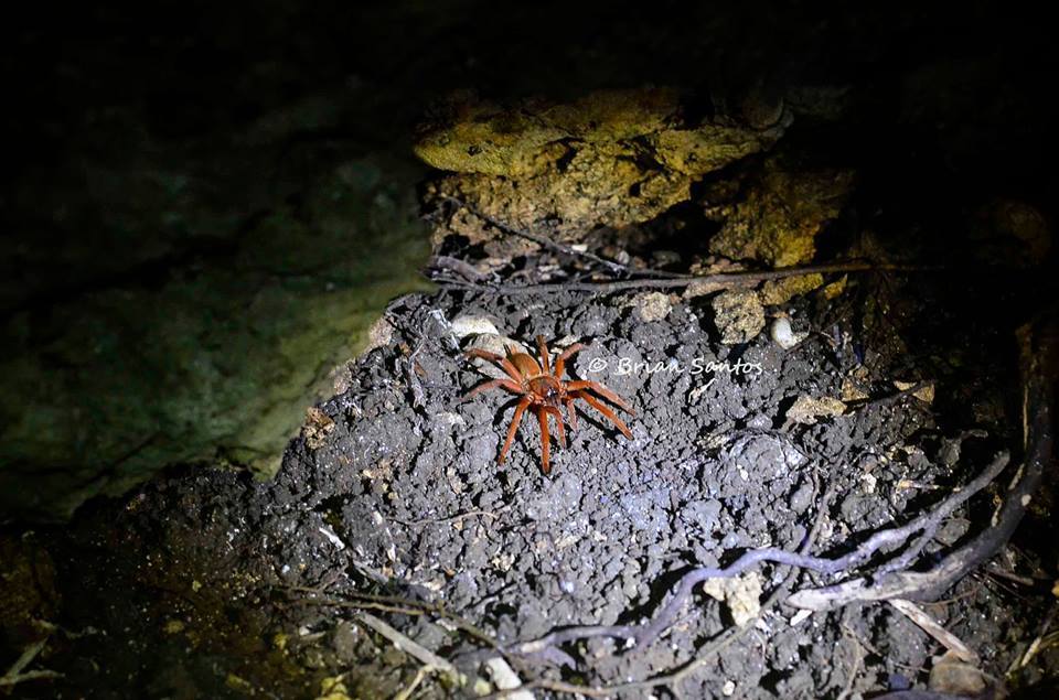 Philippine Tangerine Tarantula in June 2016 by Brian Santos · iNaturalist