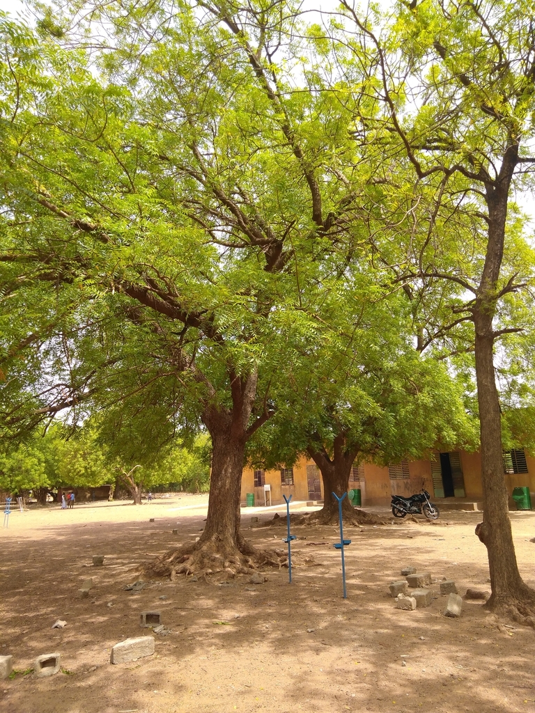 Neem from Diapaga, Burkina Faso on June 5, 2021 at 09:51 AM by RBT-WAP ...