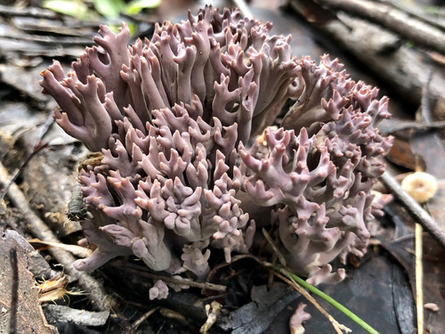 Escobetas (Ramaria fennica)